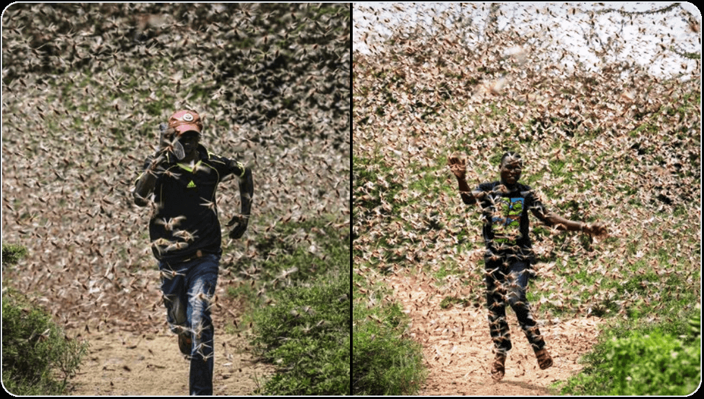 *Devastation* A locust swarm of biblical proportions is plaguing ...